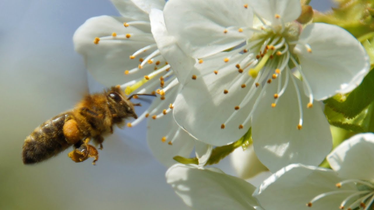 Classical Instrumental Music - Spring Morning with nature sounds - Air ...