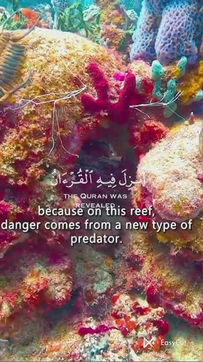 pashton official chennal New trending telawat Quran YouTube video - YouTube