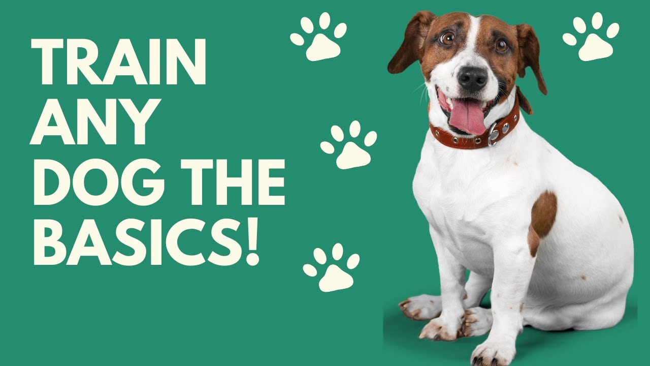 How to Train ANY DOG the basics - Dog Training 101 - YouTube
