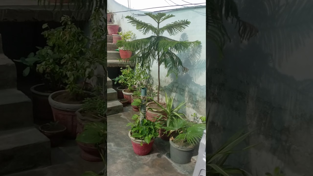 Plants Aerocaria/iqbalwithislam - YouTube