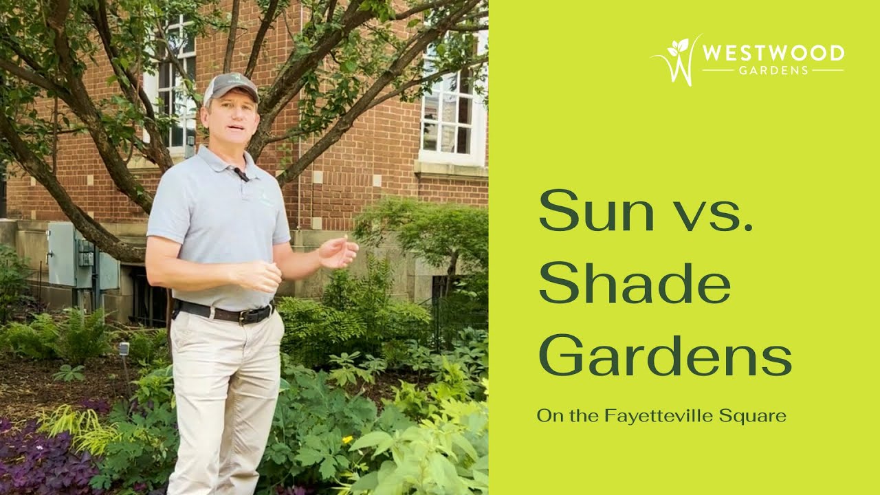 Sun vs Shade Gardens on the Fayetteville Square - YouTube