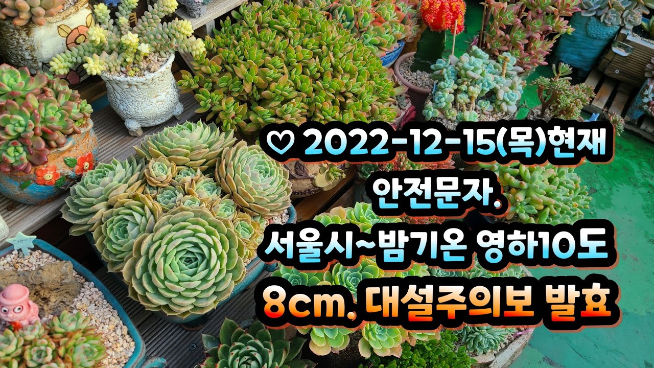 효니분을 품다~♥ 다육맘님들은 유격훈련중ㅠ옥상다육옥상하우스 환기영하기온통풍실링팬 Youtube
