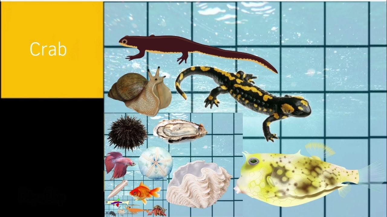 Sea Animal Size Comparison - YouTube