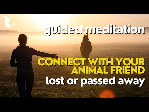 Connect with your lost or dead pet - powerful guided meditation #guidedmeditation #animals #pets 🪄💖