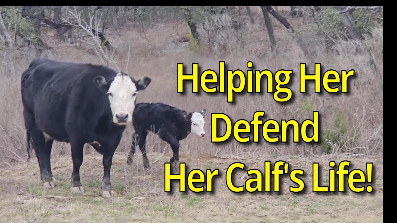 Helping Cow Save Her New Calf! - YouTube