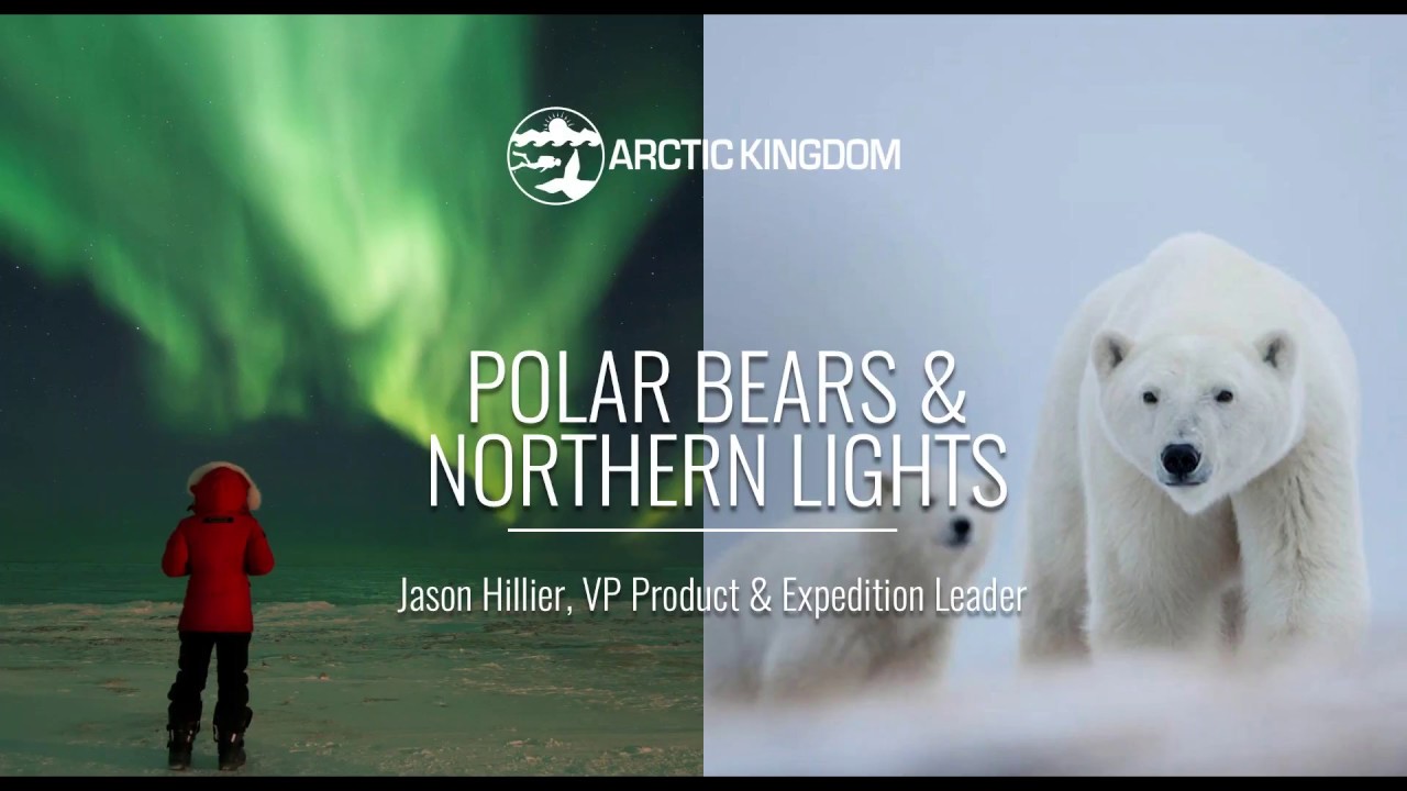 Polar Bears & Northern Lights | Webinar - YouTube