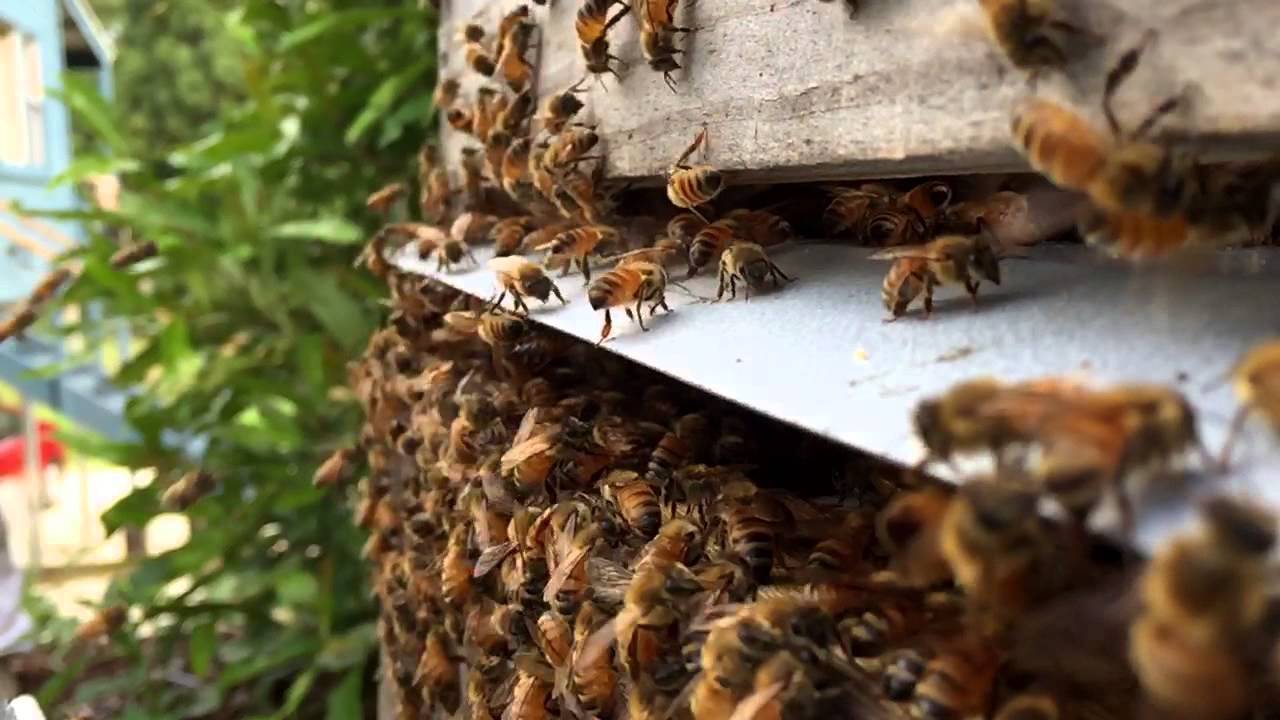 Slow motion bees - Flow™ Hive Byron Bay - YouTube