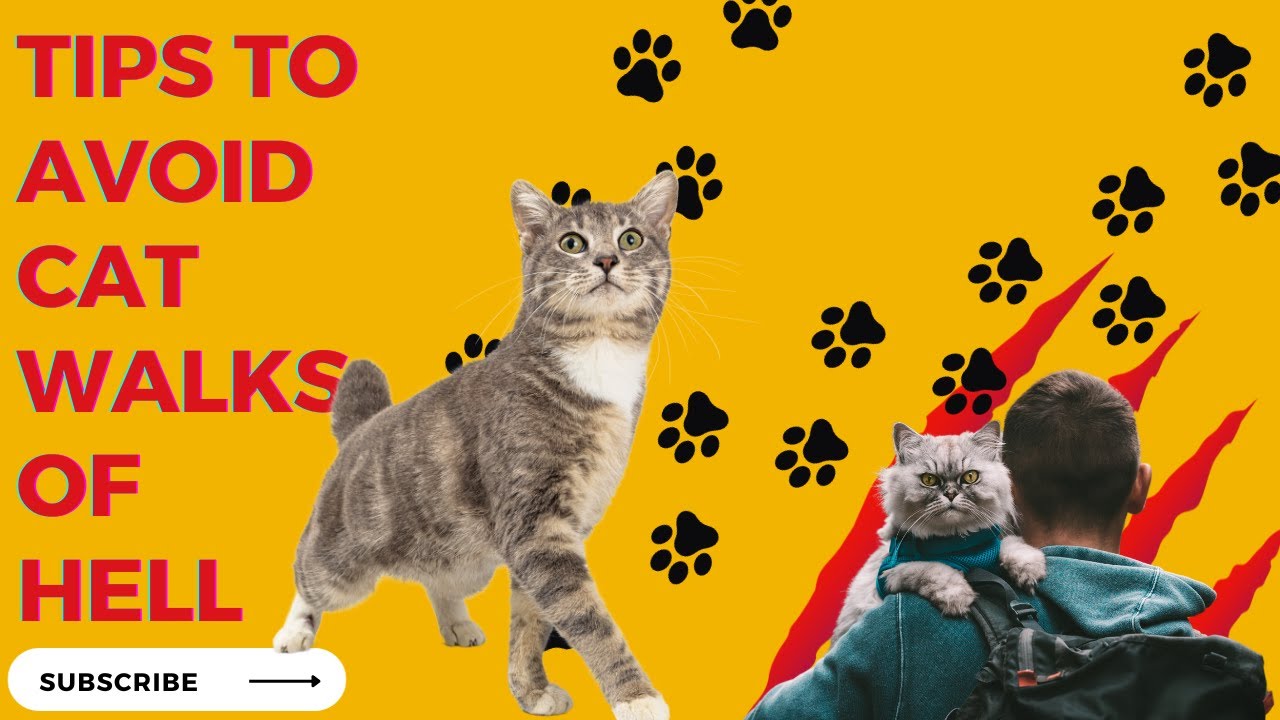 Master the Art of Cat Walking: 5 Essential Prepping Tips - YouTube