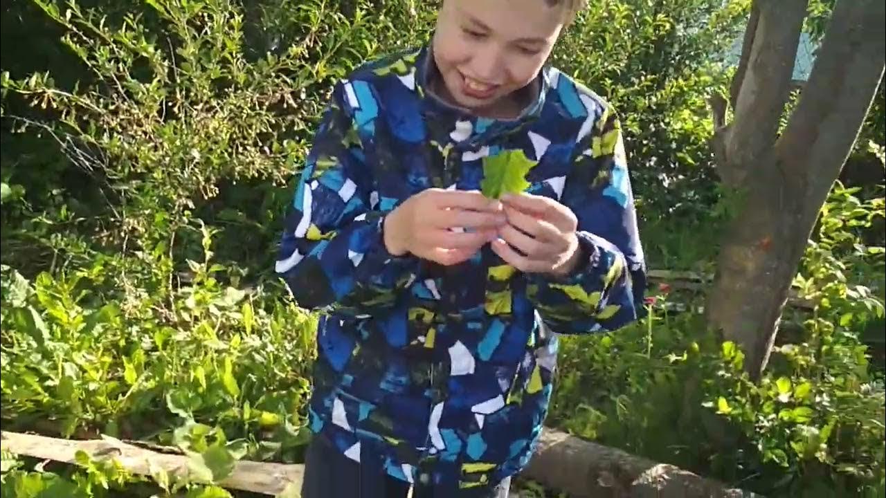 ароматизаторы на Альфу только у нас - YouTube