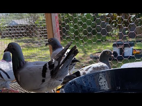 PALOMAS USA 06/21/2020 - YouTube
