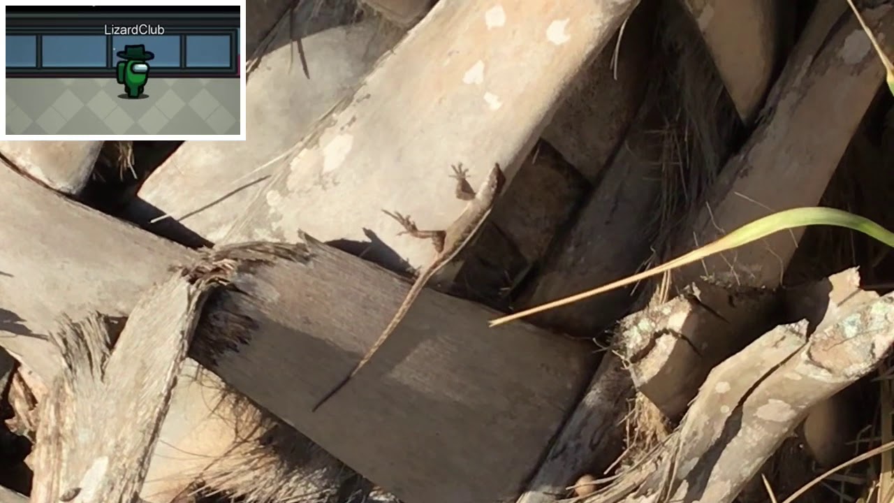 Among Us Lizards - YouTube