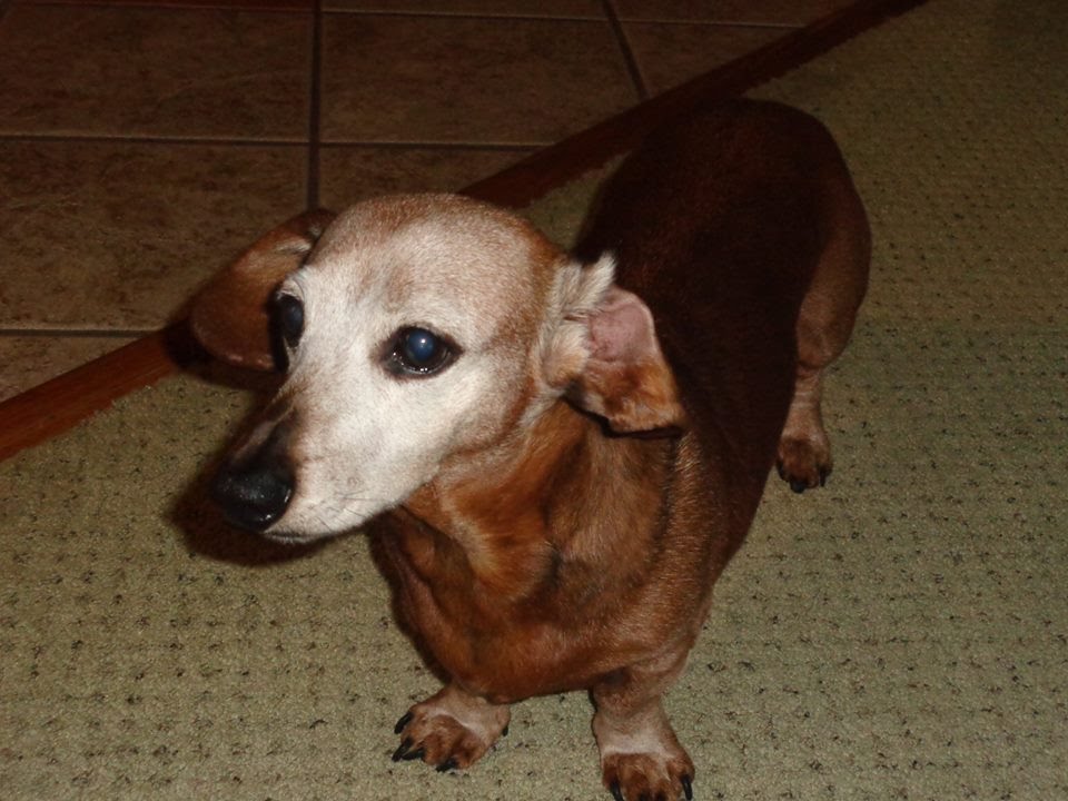 My Dog Pete - YouTube
