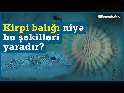 Kirpi Balığının Maraqlı Cütləşmə Ritualı! (Pufferfish)
