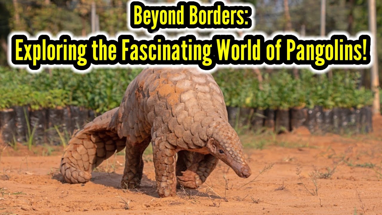 Beyond Borders: Exploring the Fascinating World of Pangolins - YouTube
