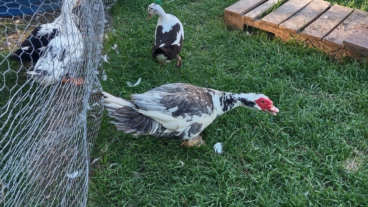 Intro to Duck Imprinting - YouTube