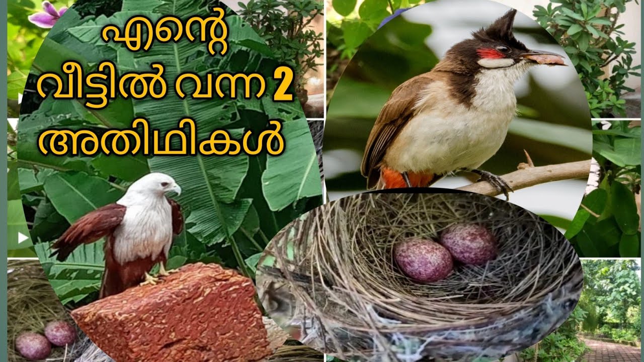 Two Guest in My sweet Home & My small Garden/preetha kv - YouTube