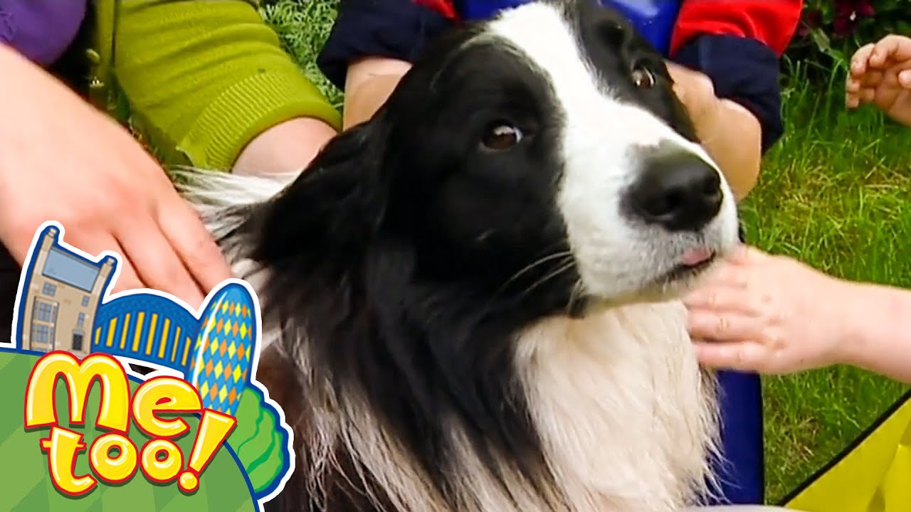 Me Too! - Bathtime for Sampson the Dog! | TV Show for Kids - YouTube