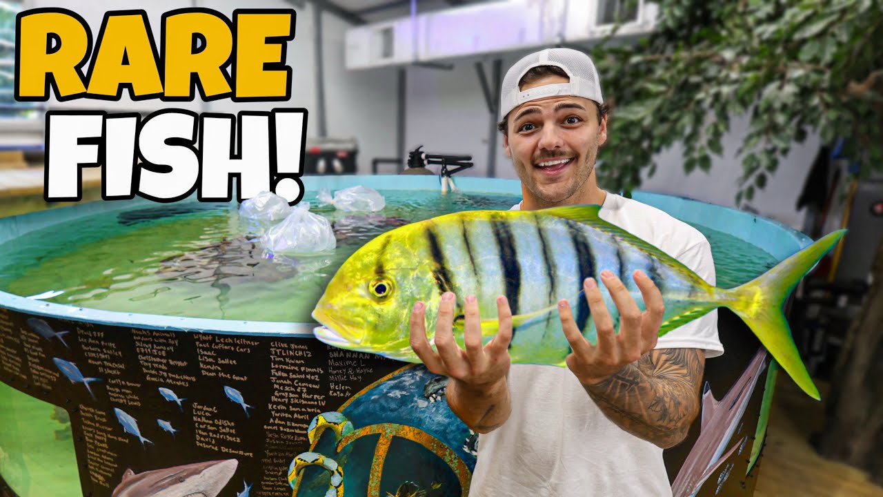 Buying MOST POWERFUL FISH for My SHARK POND!! - YouTube