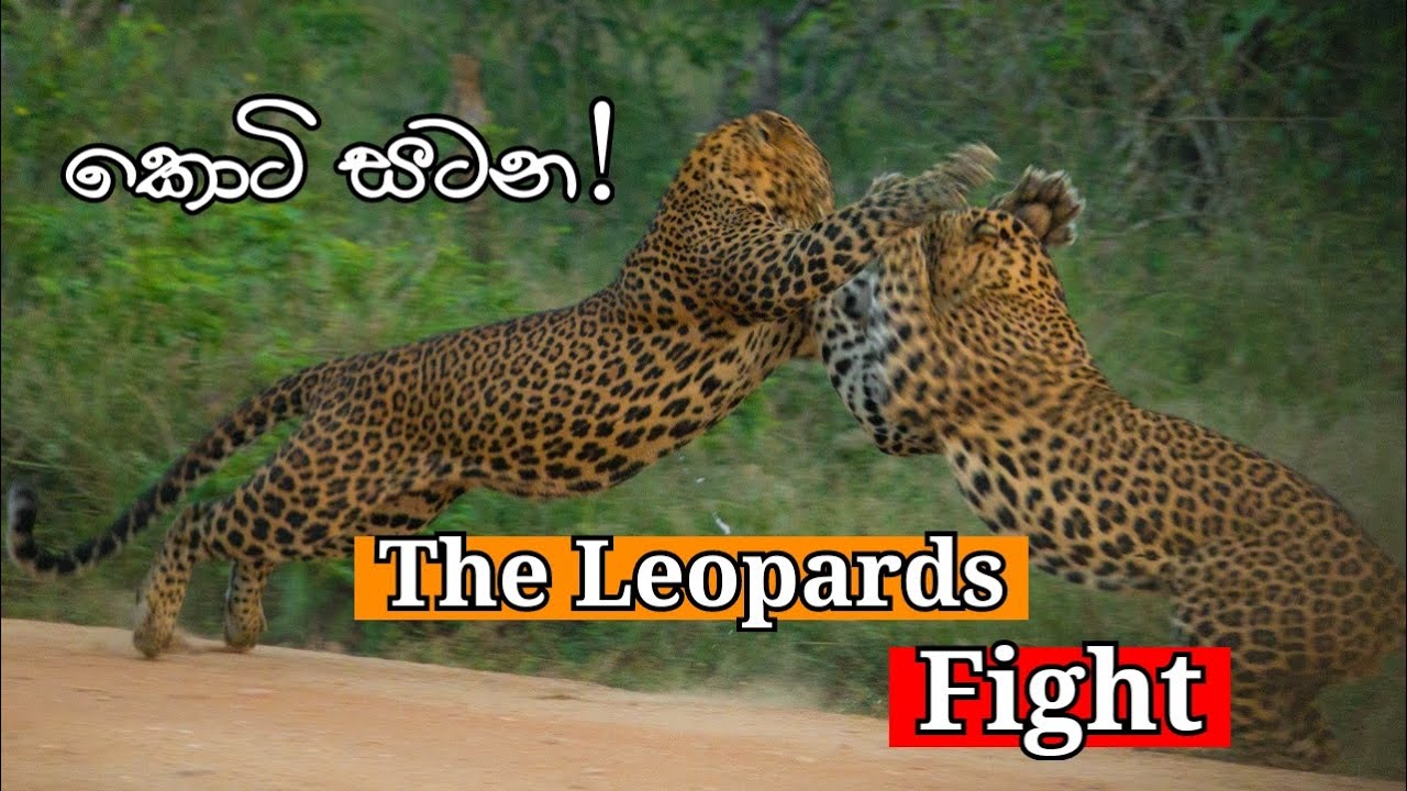 Top1 | Lucas & Michael Big leopard fight over territory | Yala safari ...