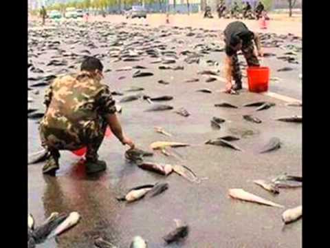Fish rain in andhra pradesh - YouTube