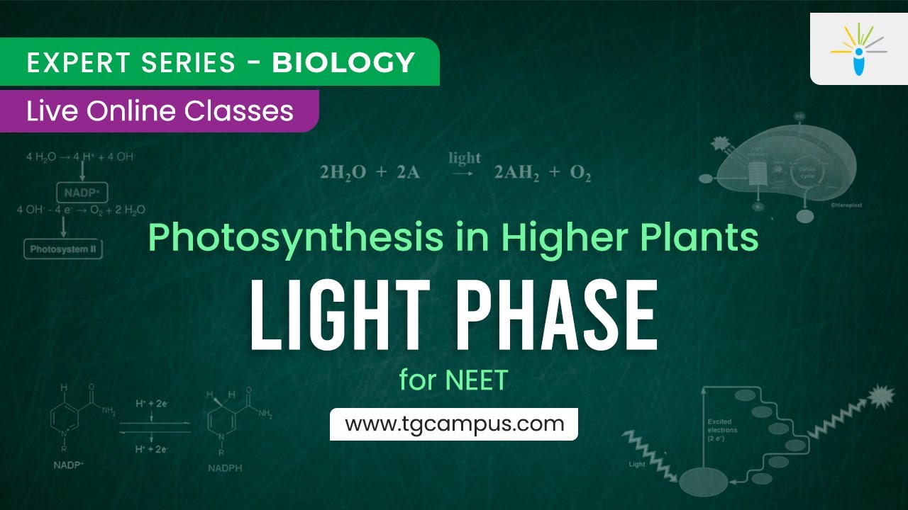 Light Phase | Photosynthesis in Higher Plants | NEET | Biology - TG ...