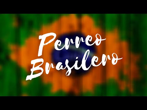 PERREO BRASILERO / ENGANCHADO BRASILERO 2021 / DJ EZE
