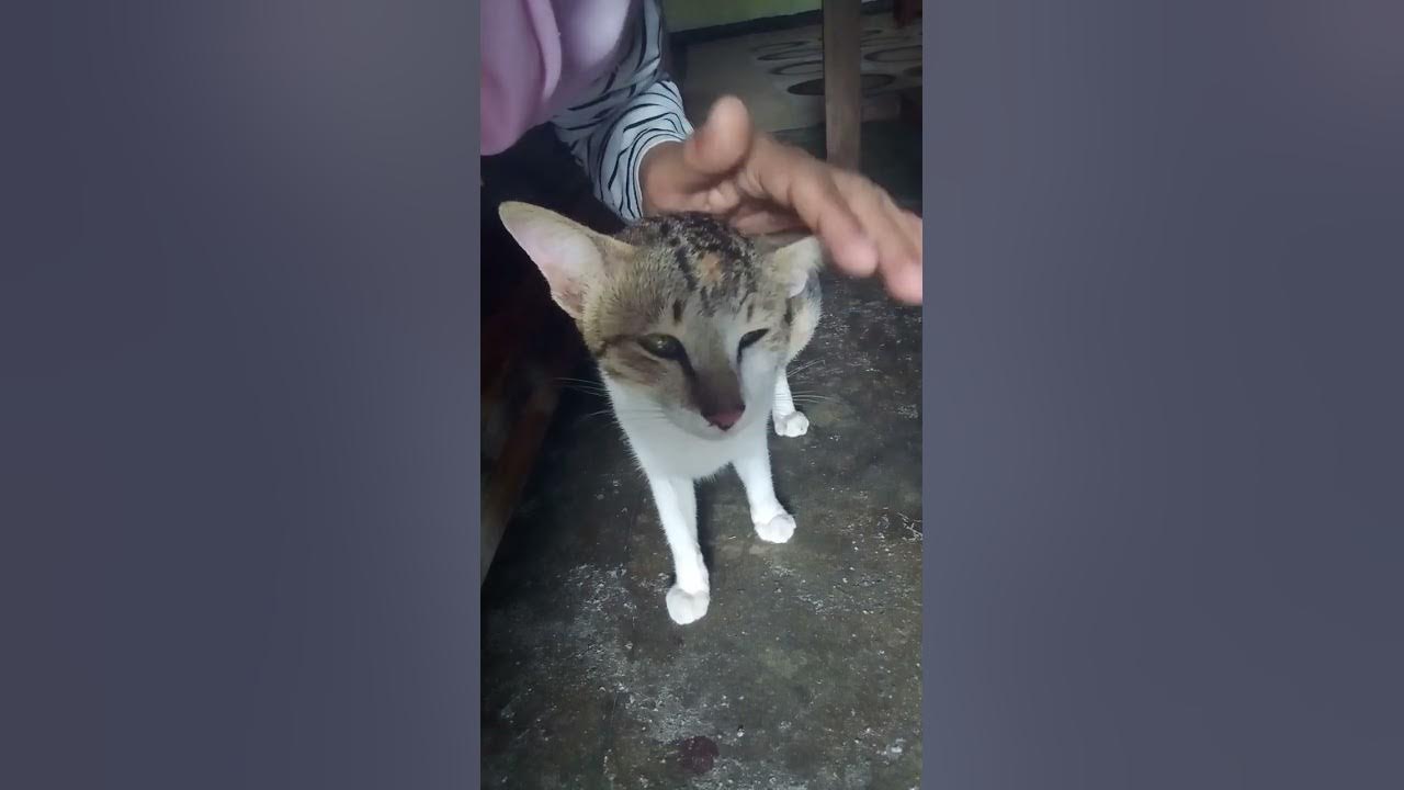 ya allah kucing ku mau di pegang kepala nya@Mama Fadila - YouTube