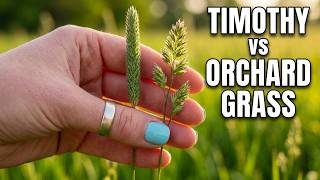 How to Identify Timothy Grass and Orchard Grass 🌱Horse Hay Guide