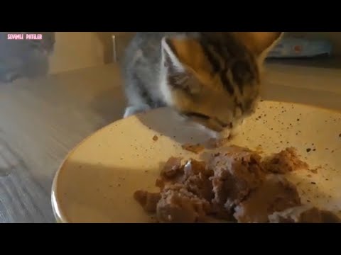 Yavru Kedi Mama Yerken Aslan Isırmak İçin Sinsi Sinsi Yaklaşıyor 🤣 #yavrukedi #sevimlipatiler