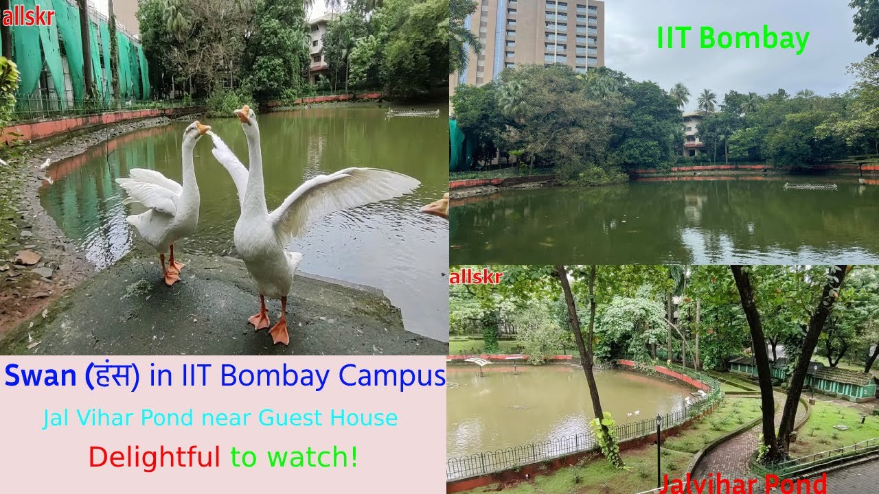 Swan-The Wildlife of IIT Bombay | Pleasant Watching the Biodiversity ...