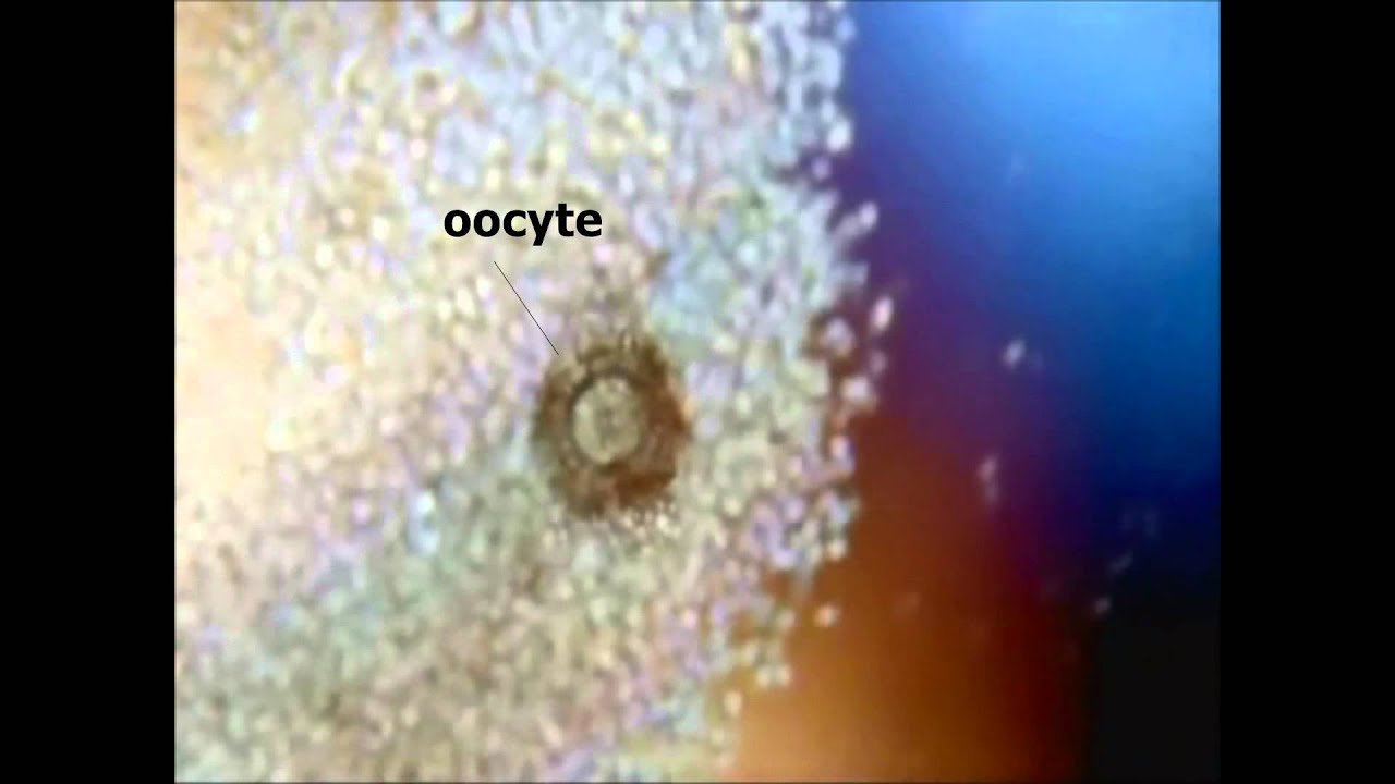 ovulation real - YouTube