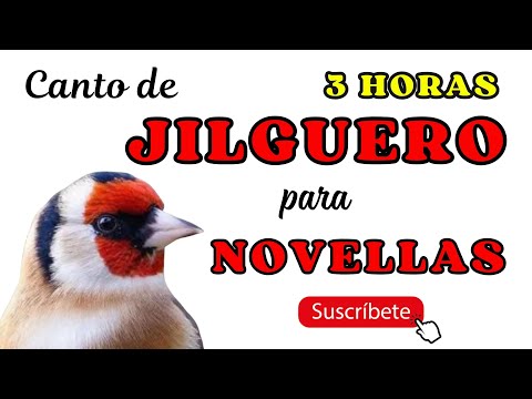 📀𝗝𝗜𝗟𝗚𝗨𝗘𝗥𝗢 𝗖𝗔𝗡𝗧𝗔𝗡𝗗𝗢 𝗽𝗮𝗿𝗮 𝗘𝗗𝗨𝗖𝗔𝗥 𝗡𝗢𝗩𝗘𝗟𝗟𝗔𝗦 𝗖𝗛𝗜𝗩𝗢𝗡𝗘𝗦 𝗝𝗨𝗩𝗘𝗡𝗜𝗟𝗘𝗦 𝗣𝗢𝗟𝗟𝗢𝗦. 𝗖𝗗 𝗖𝗛𝗔𝗡𝗧 𝗖𝗛𝗔𝗥𝗗𝗢𝗡𝗡𝗘𝗥𝗘𝗧 𝗚𝗢𝗟𝗗𝗙𝗜𝗡𝗖𝗛 🐦