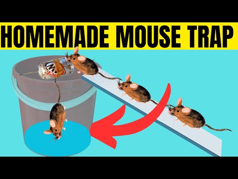 How to Get Rid of Mice WITHOUT Killing