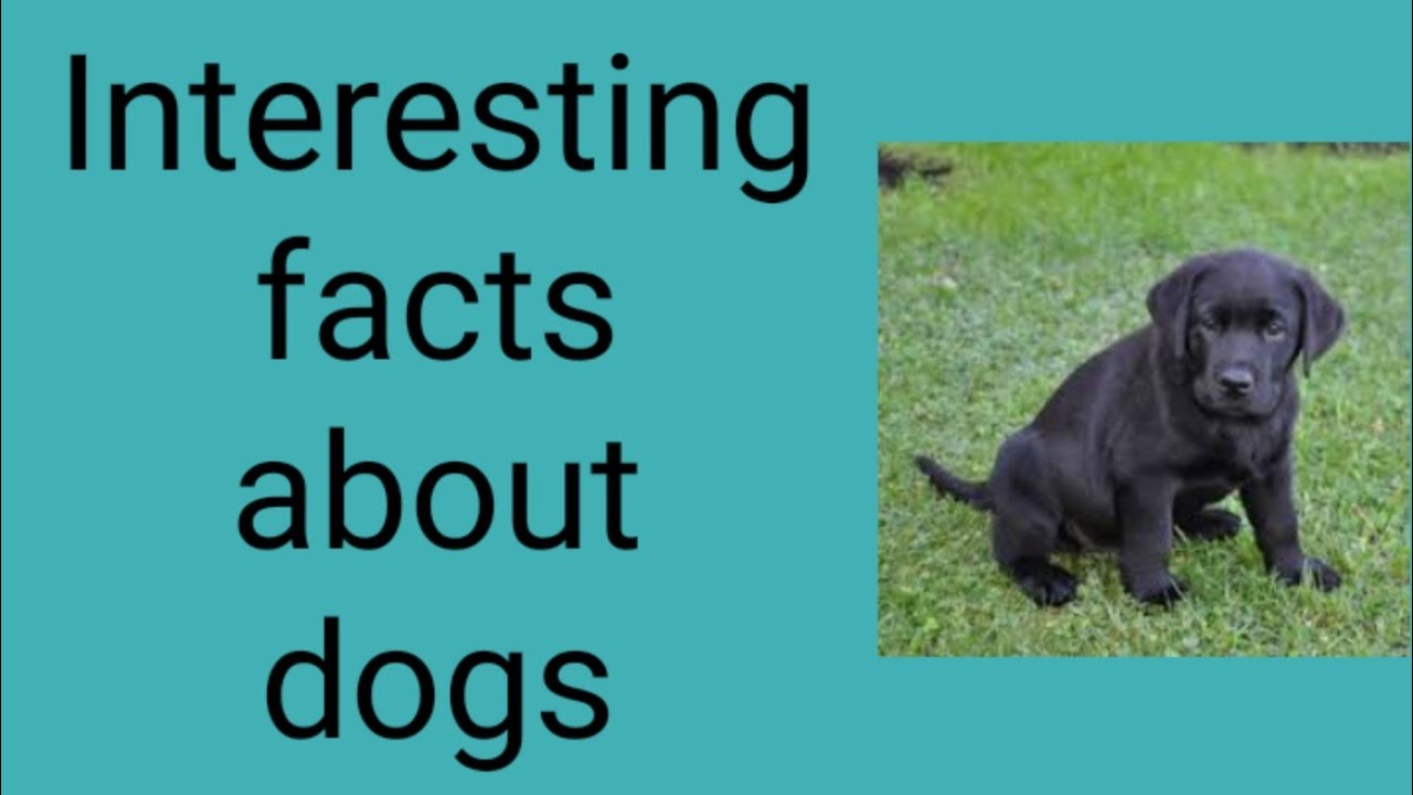 Facts About Dogs YouTube facts-about-dogs-youtube