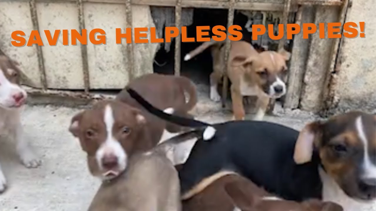 Saving Tiny Lives, One Pup At Time 🐶 - YouTube