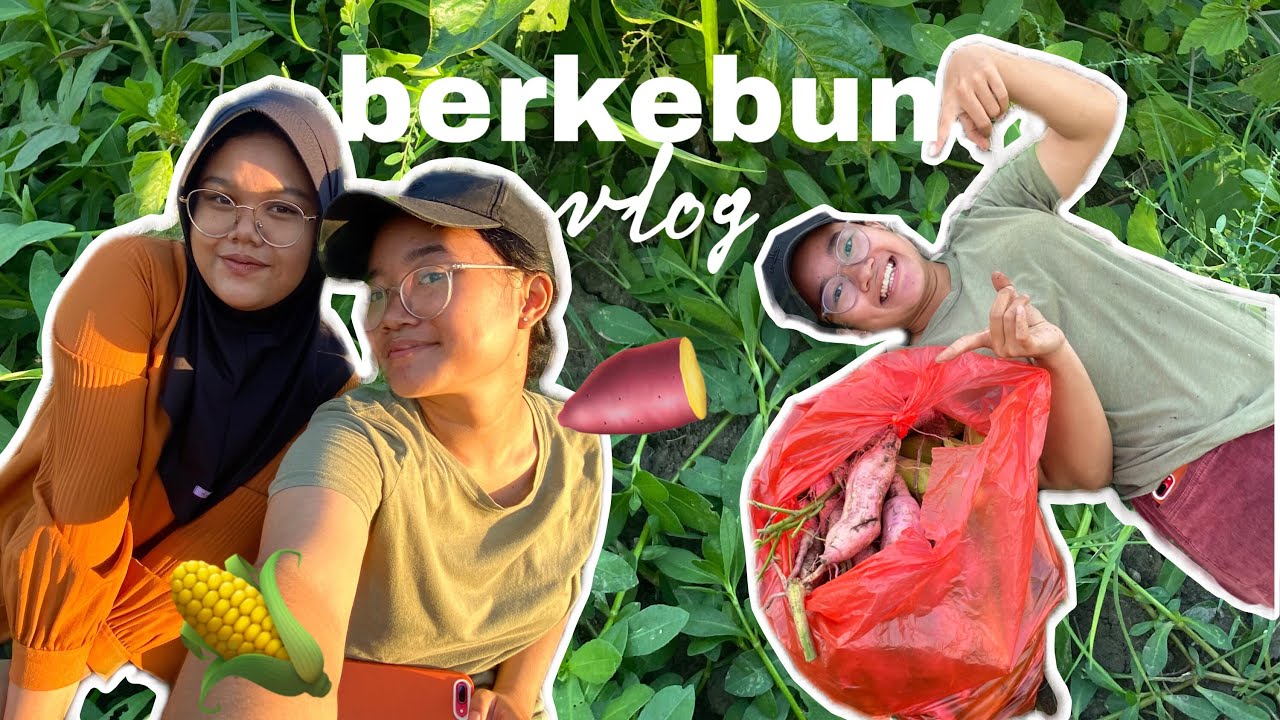 RVLOG#7 - berkebun!! panen jagung dan ubi - YouTube