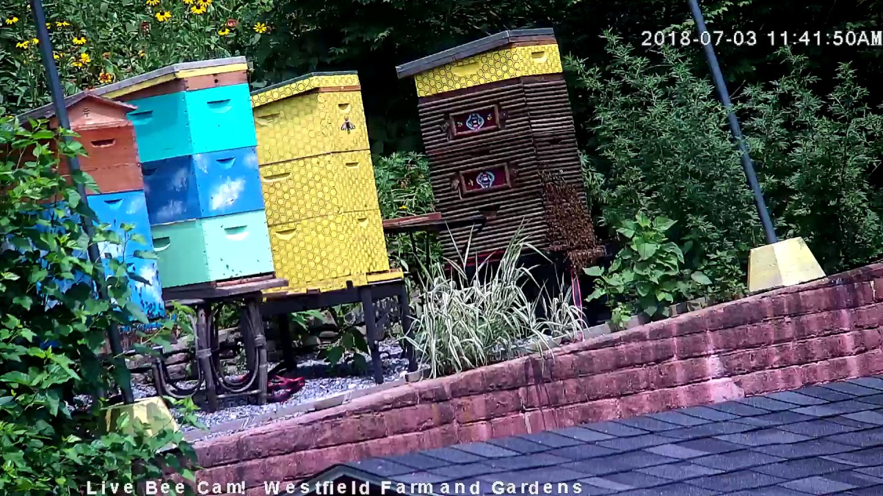 Live Honey Bee CAM - 1080p HD 24/7 Like & Share Us! Through Awareness ...
