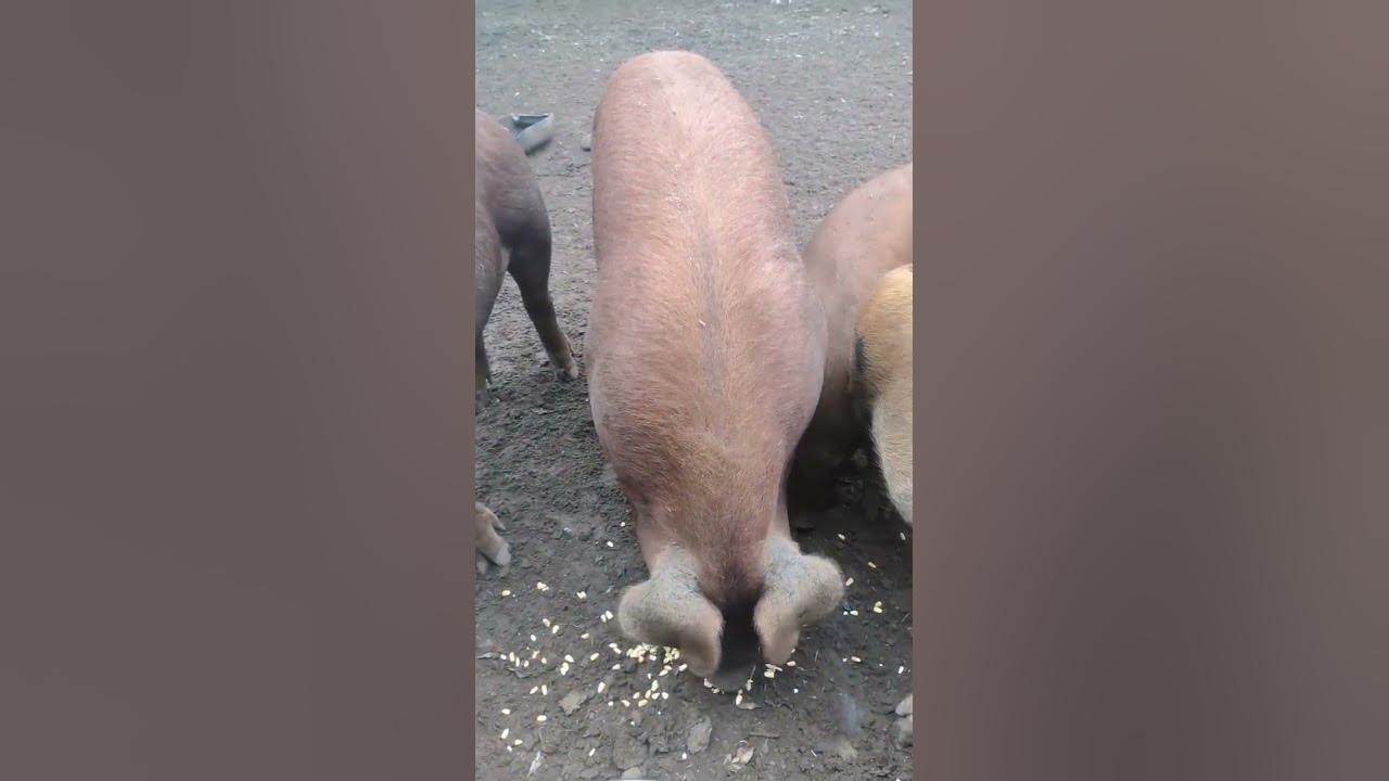 Pure vs Mixed Duroc Pigs 🐷🧬 | #frenchieinafrica 41 - a life #adventure - YouTube