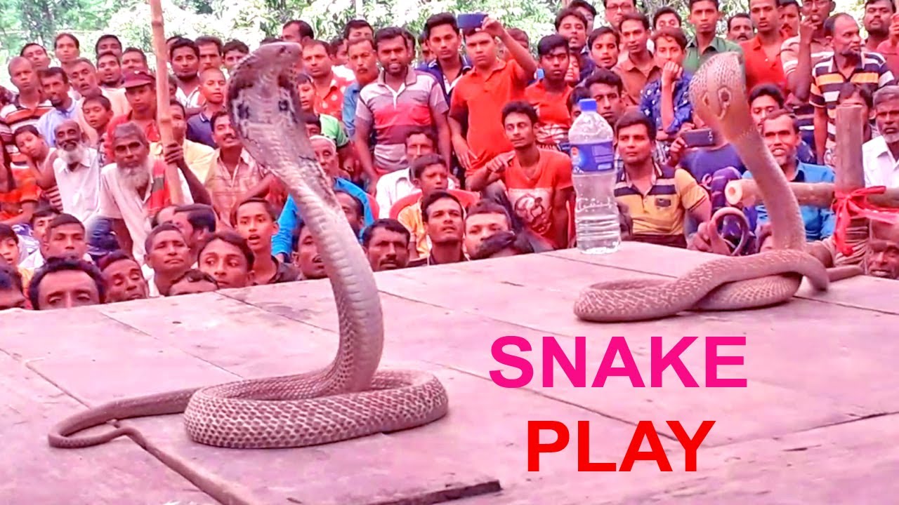 INCREDIBLE SNAKE DANCE BY SNAKE CHARMER || COBRA DANCE SHOW - YouTube