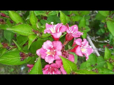 КРАСНЫЙ ЖАСМИН ЦВЕТЕТ - YouTube