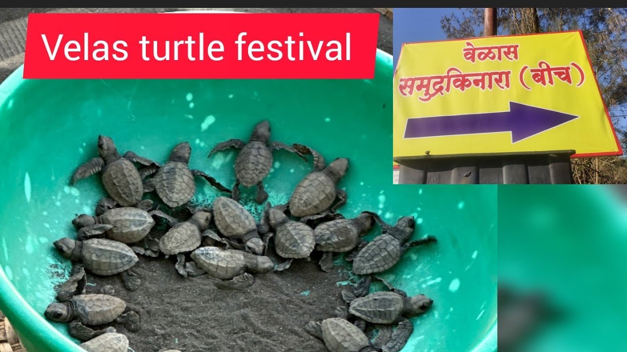 Velas Turtle Festival At Velas beach / turtle festival / ratnagiri ...
