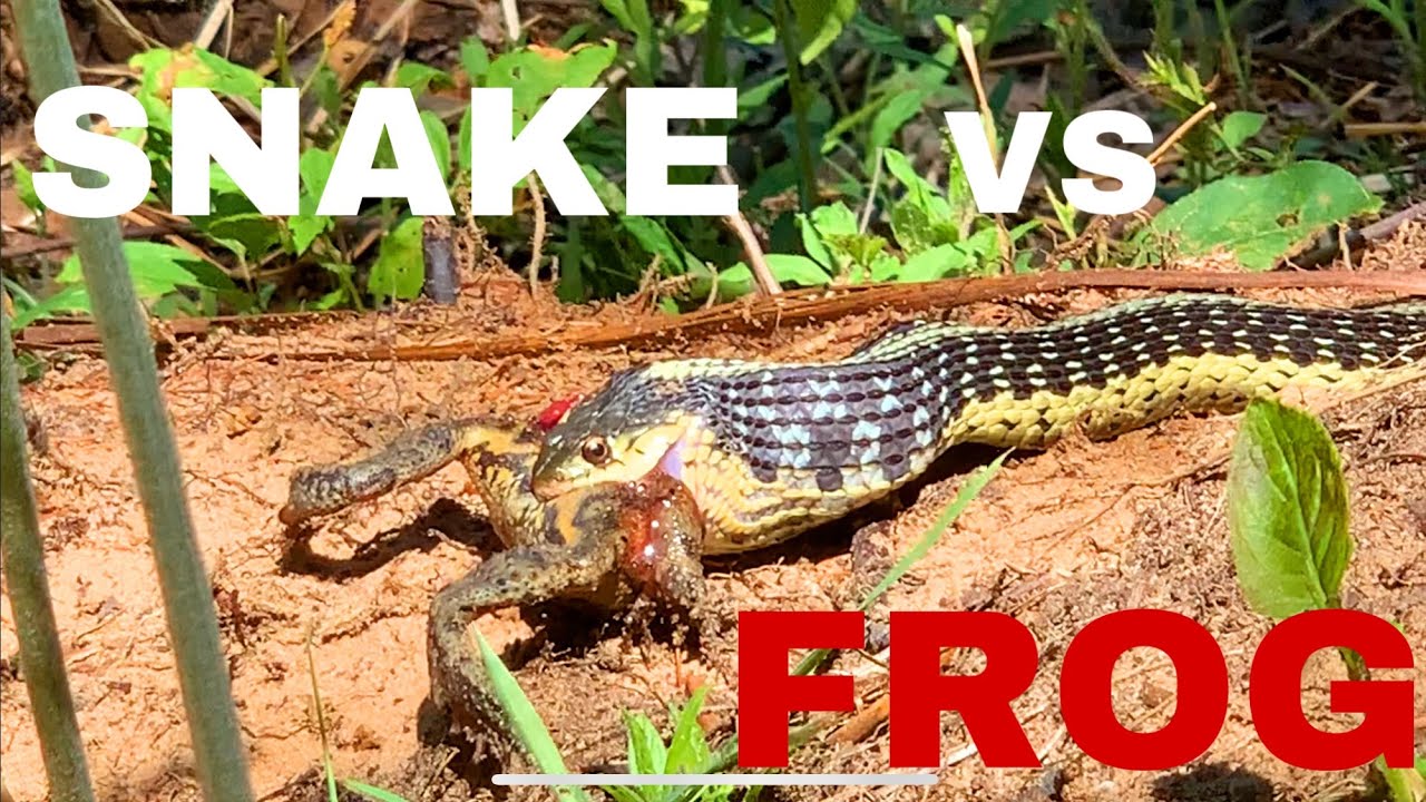 Snake Swallows Huge Frog Caught On Camera - YouTube