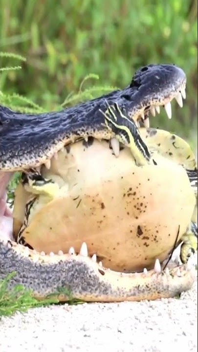 A crocodile trying to eat a turtle, the turtle struggling in a last ...