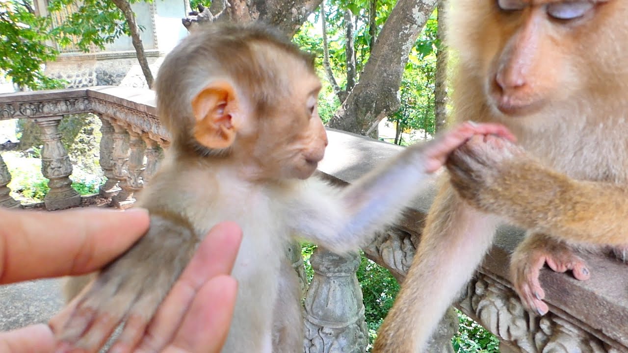 So cute and lovely Baby Monkey SARO and Baby Monkey SACKY so adorable ...
