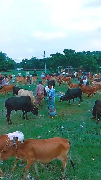 কোরবানির গরুর হাট || আমি বাংলায় গান গাই || #কোরবানীর_গরু # ...