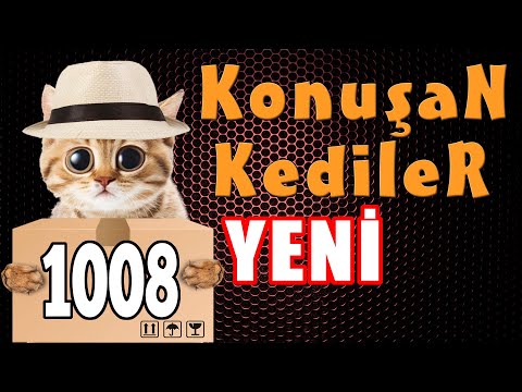Konuşan Kediler 1008 - En Komik Kedi Videoları - Yeni Bölüm