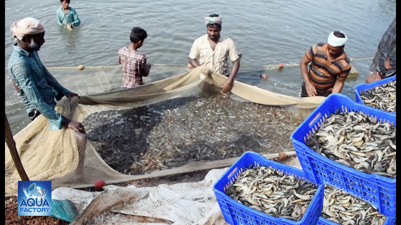 Prawn Catching | వనామి రొయ్య సాగు |Andhra prawn Cultivation | Aqua ...