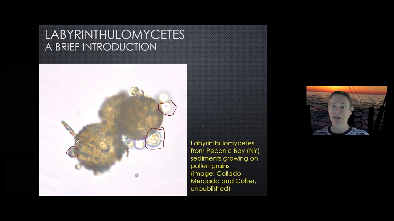 Cell biology of marine protists, labyrinthulmycetes - Jackie Collier ...