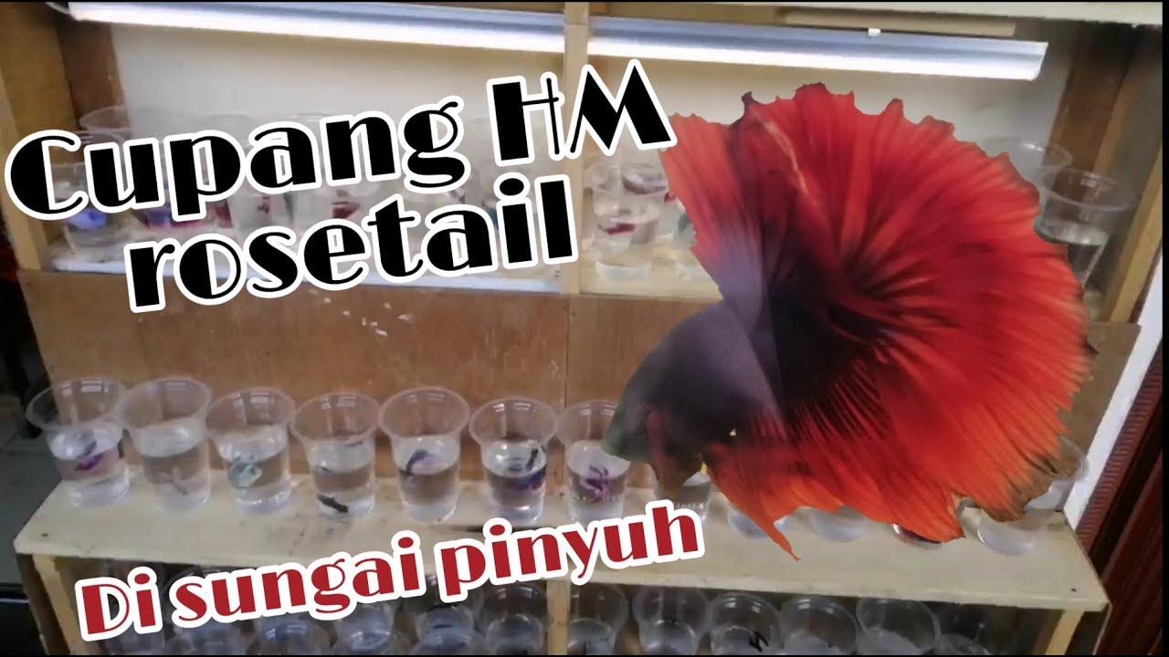 Cupang Hm rosetail || sungai pinyuh || cari Cupang hm rosetail di ...