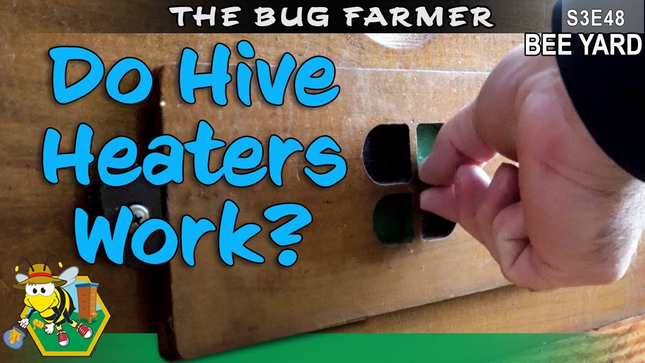 Heated Beehive Update | How are they doing? #beekeeping - YouTube